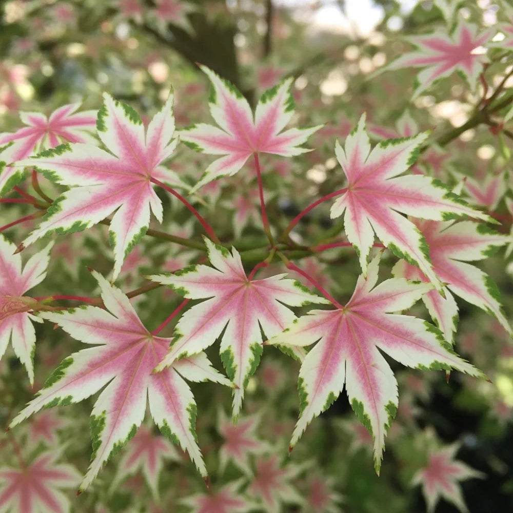 5ft Variegated Japanese Maple Tree | Acer palmatum 'Beni-schichi-henge ...