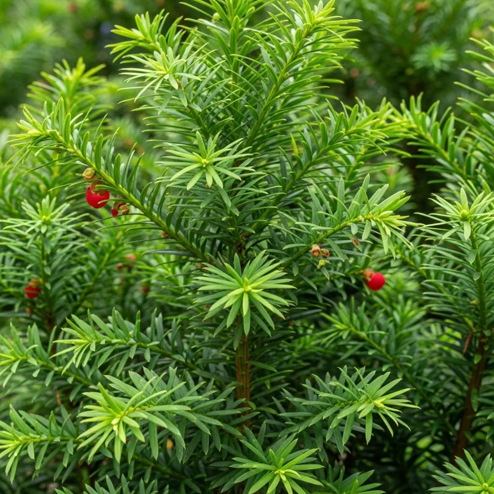 20-30cm Yew Hedging | Taxus baccata | Bare Root – Woven Wood